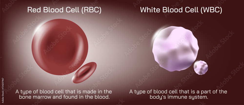 Difference between Red blood Cell and White blood cell vector ...