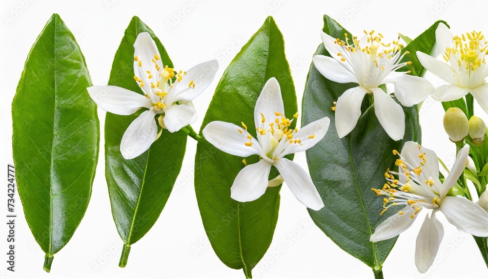 neroli white flowers and buds set isolated transparent png citrus bloom ...