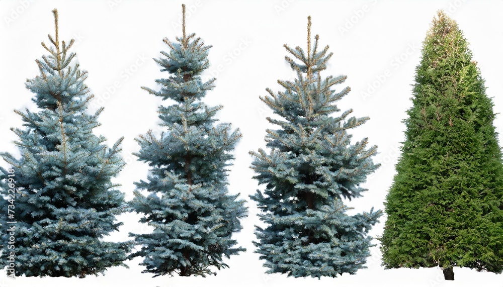 set of 4 picea pungens colorado blue spruce evergreen pinaceae needled ...