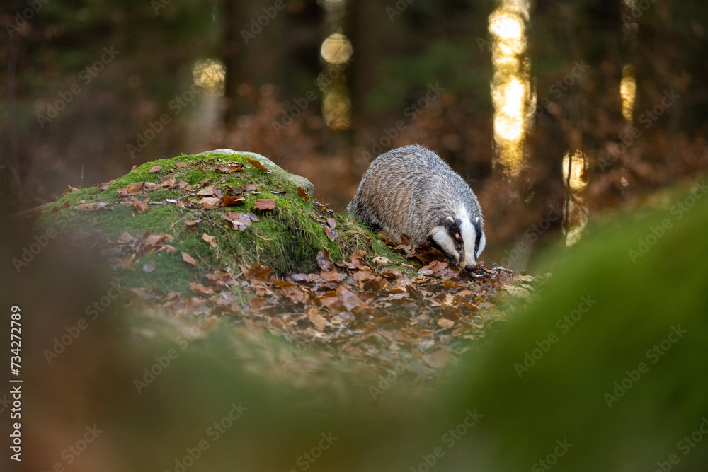 Wild Badger (Meles meles) animal leaning against a spruce tree ...