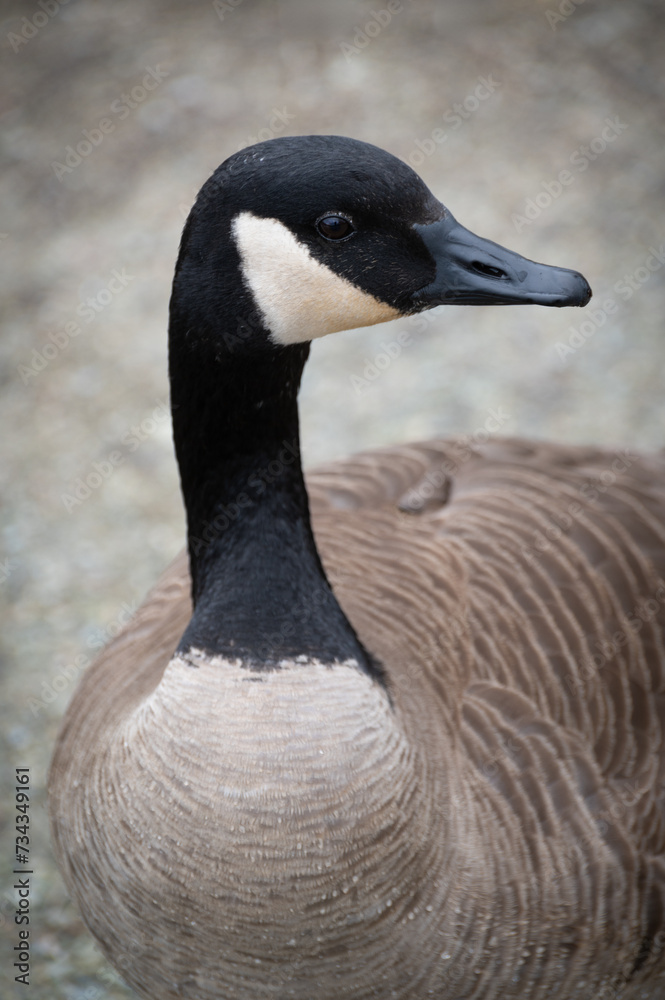 Canada Goose at Reifel Island Bird Sanctuary. This species is native to ...