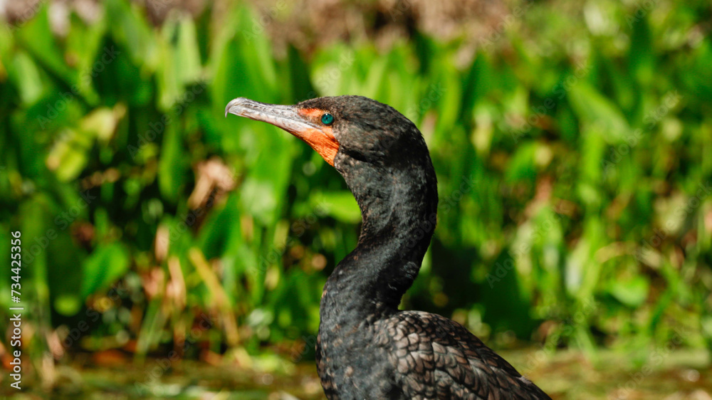 "Blue eyes" A cormorant at Silver Springs State Park, Florida. This ...
