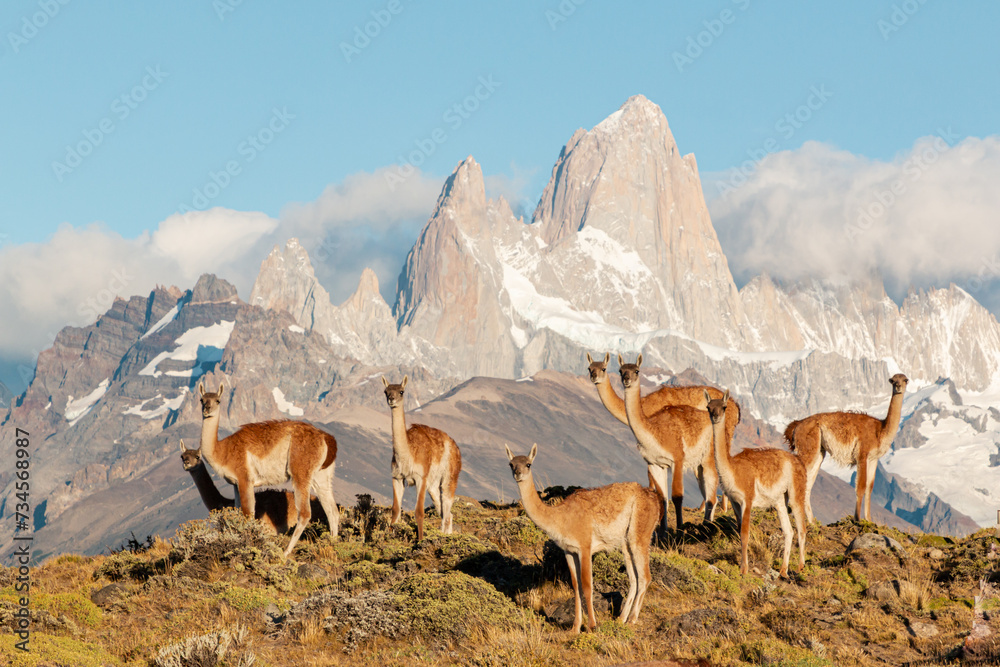 guanacos of patagonia standing in front of fritz roy mountain range ...
