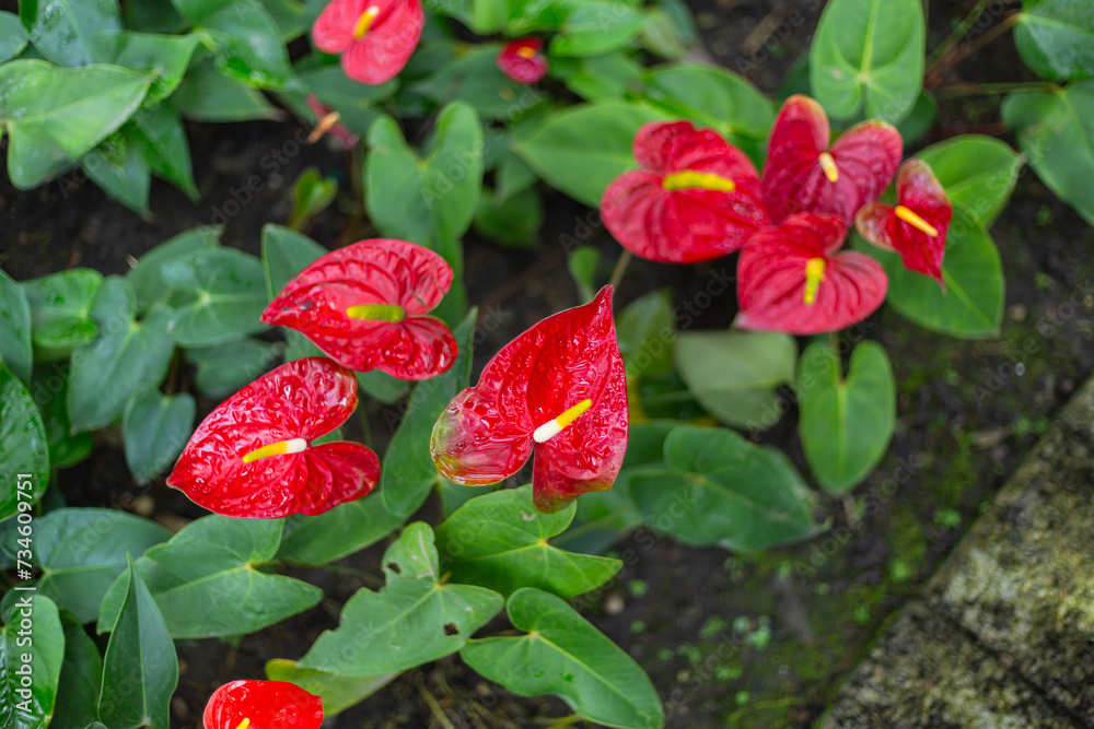 Conjunto de flores anturios rojos con pistilo amarillo y varias ojas ...