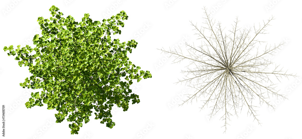 Aerial view forest canopy trees and dry branches clipart cutout ...