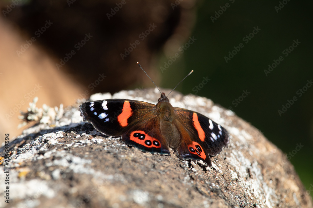 New Zealand red admiral (Vanessa gonerilla) basking on lichen covered ...