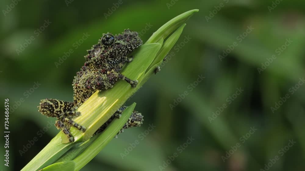 Theloderma corticale (Vietnamese mossy frog) sitting on bud leaves ...