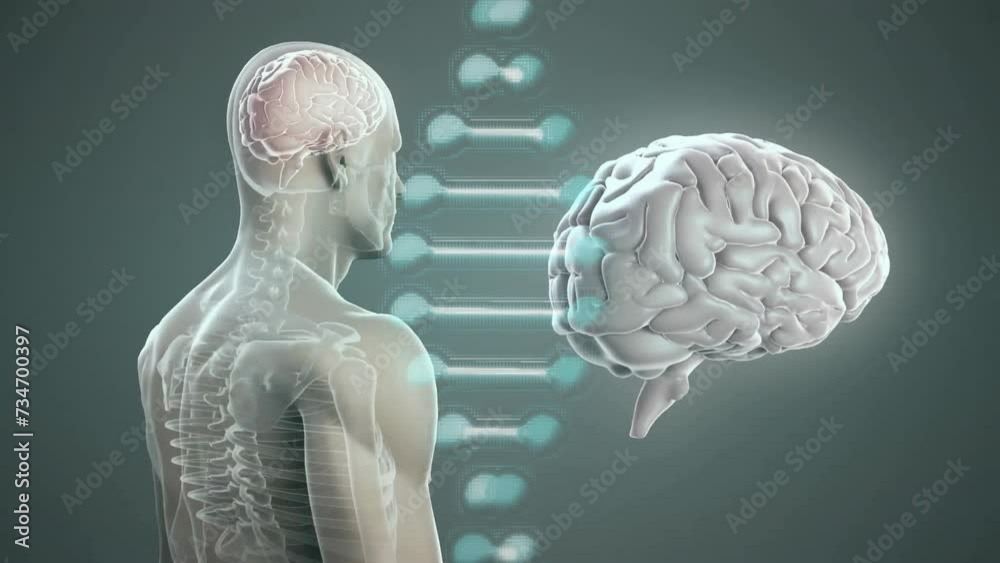 Animation of dna strand over cross section of male body and brain on ...