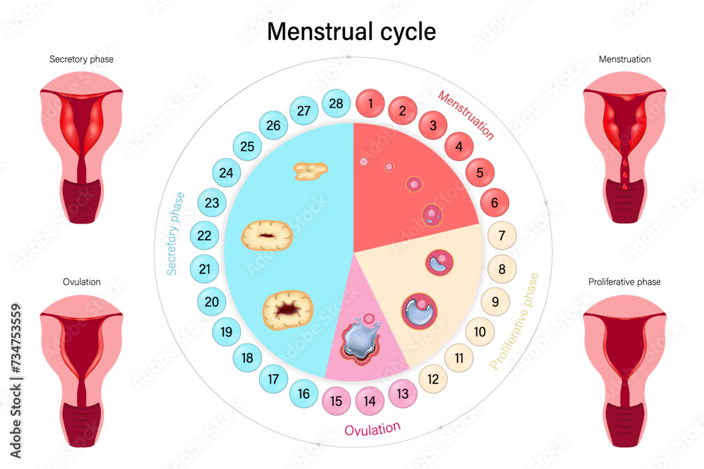Menstrual cycle vector. Female reproductive system. Menstrual ...