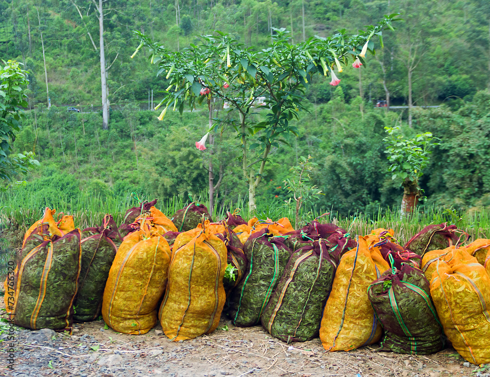 Ceylon Tea in Sri Lanka. Bags of tea collected on the plantation under ...