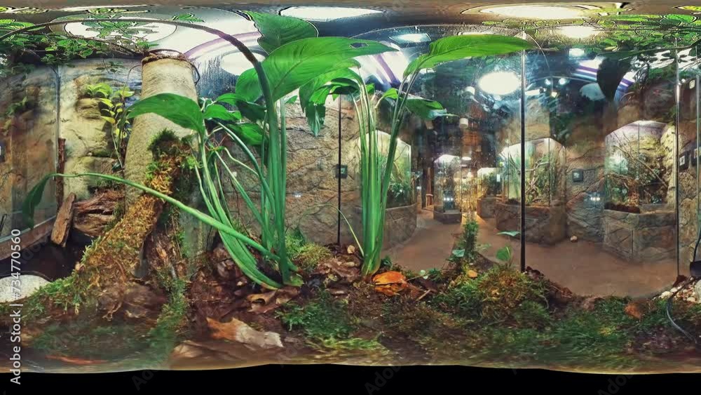 Take a virtual tour inside a tropical rainforest viv arium and ...