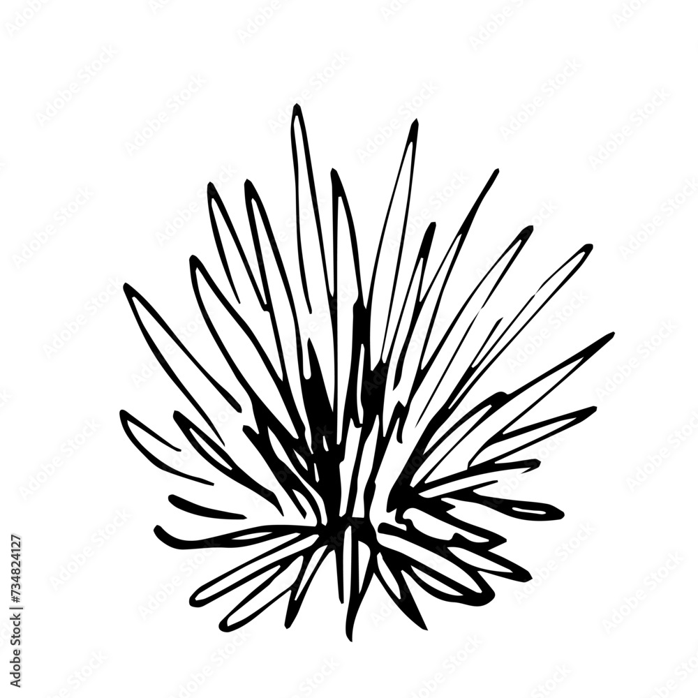 Simple black outline vector drawing. Agave bush isolated on white ...