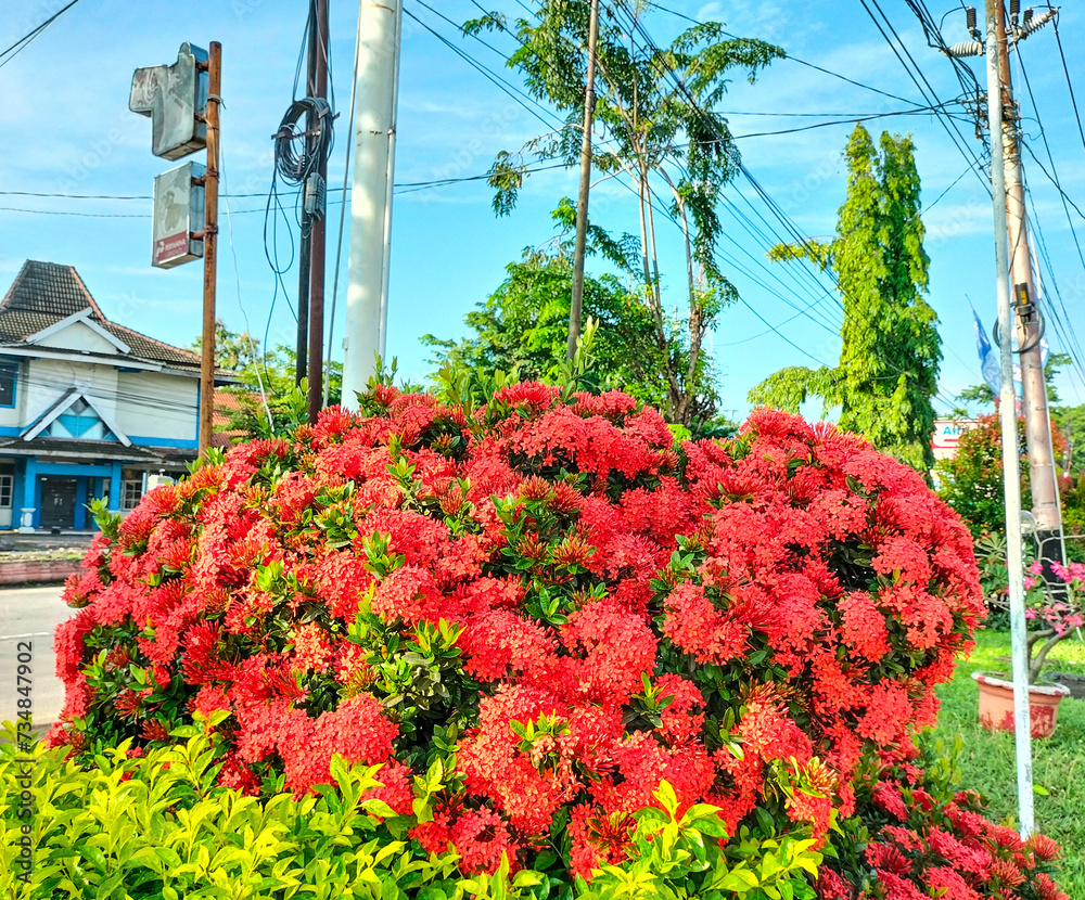 The beauty of red flowers in the garden. Ixora Coccinea, red soka ...