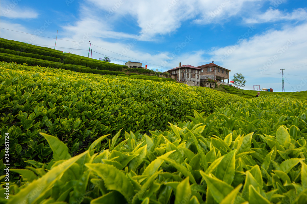 Tea gardens in Turkey Traditional old house and green tea gardens in ...
