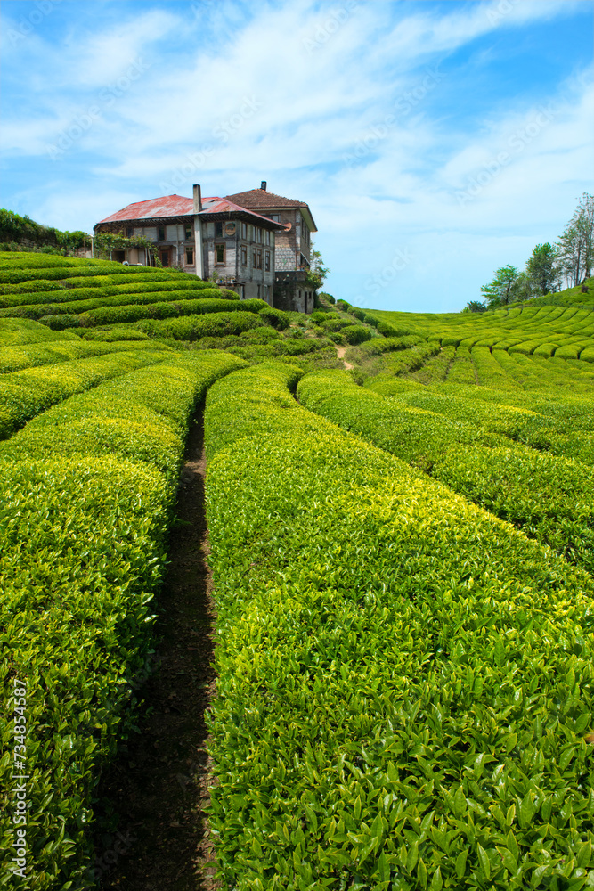 Tea gardens in Turkey Traditional old house and green tea gardens in ...