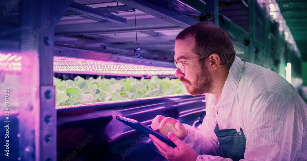 Farmer in Glasses Working in a Vertical Farm with Ultraviolet LED ...