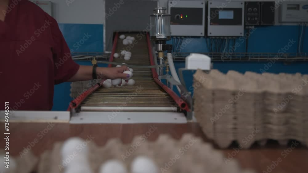 Transferring the fresh eggs from conveyor into carton boxes. Packaging ...