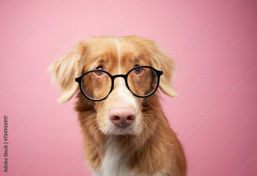 An intelligent-looking Nova Scotia Duck Tolling Retriever with glasses ...