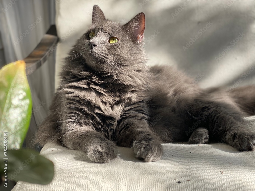 Nebelung- Color of Russian Blue looking up Stock Photo | Adobe Stock