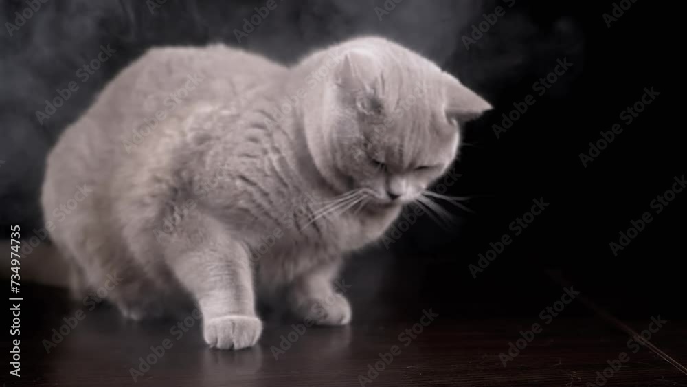 Close up, Large Gray Fluffy Cat Sits on Surface of a Table in a Smoky ...