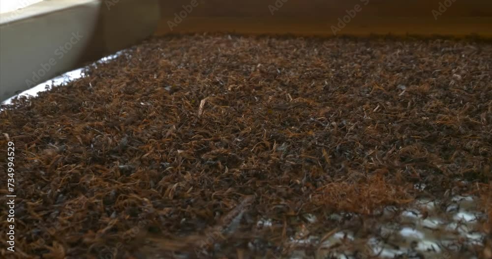 Tea factory Machine sifts dried tea tea factory critical process in ...