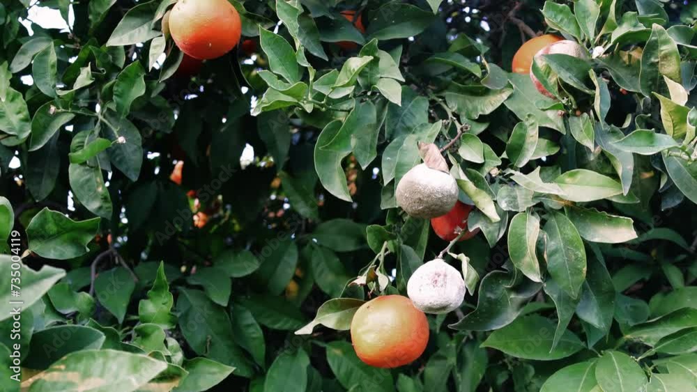 Vidéo Stock Rotting orange tree shows effects of mold. Study ...