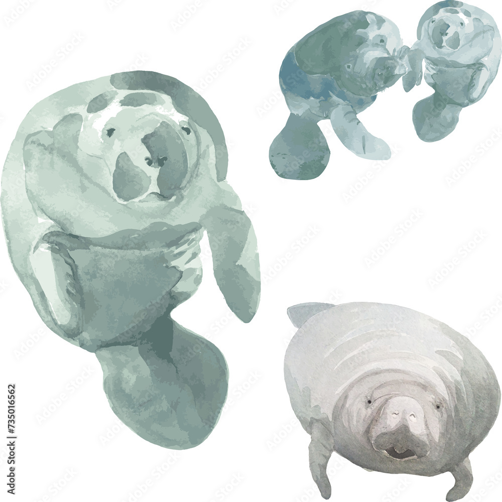 manatee sea cow florida Trichechus manatus west indian endangered gulf ...