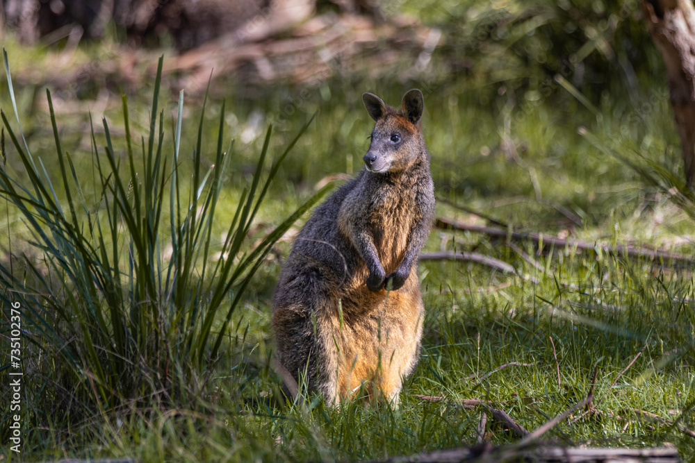 A shy swamp wallaby (Wallabia bicolor), also known as a black wallaby ...