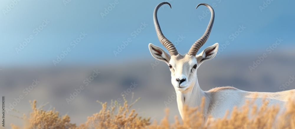 The antelope addax Addax nasomaculatus known as the screw horn antelope ...