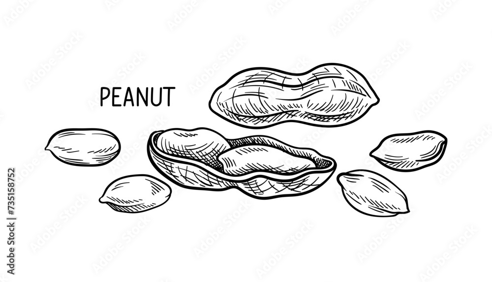 Nuts seeds linear concept. Hand drawn sketch of peanut with inscription ...