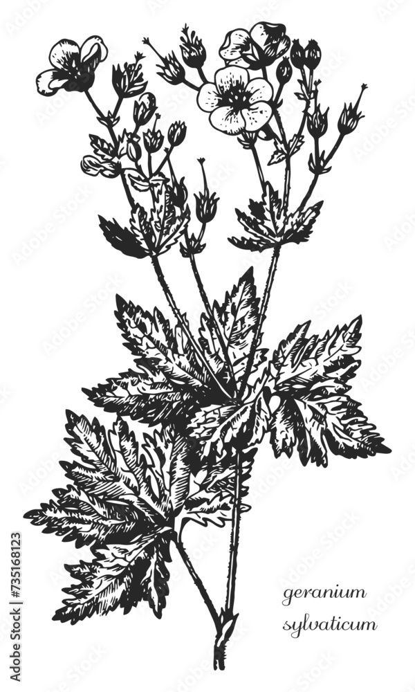 geranium sylvaticum, black and white geranium hand drawing. Vector ...