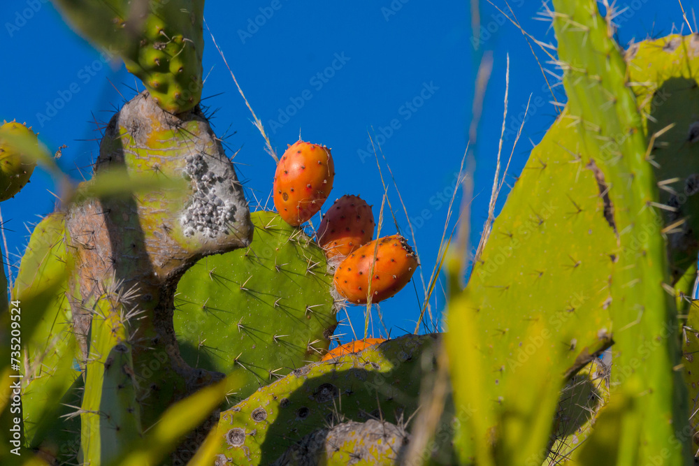 The prickly pear is a fruit of the cactus family. It has a thick and ...