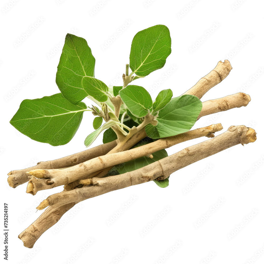 Ashwagandha, Indian ginseng or winter cherry isolated on transparent ...
