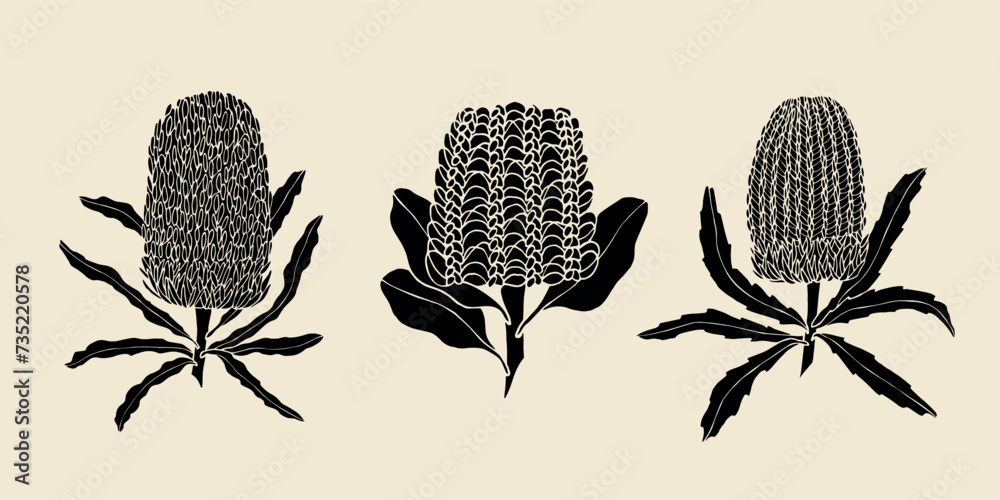 Set of flat vector banksia flowers. Australian native plants Stock ...