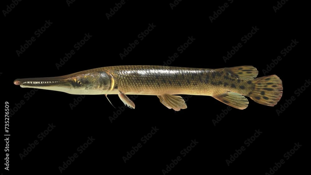 Vidéo Stock Alligator gar fish swimming in place on black background ...
