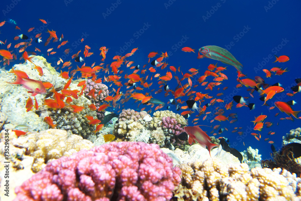 Many red fish. Red sea coral reef diving background. Underwater world ...