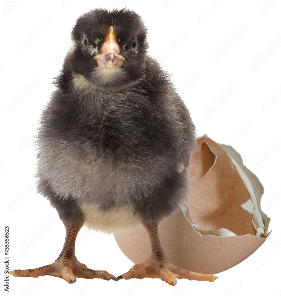 Angry looking chicken check fresh from the egg Stock Photo | Adobe Stock