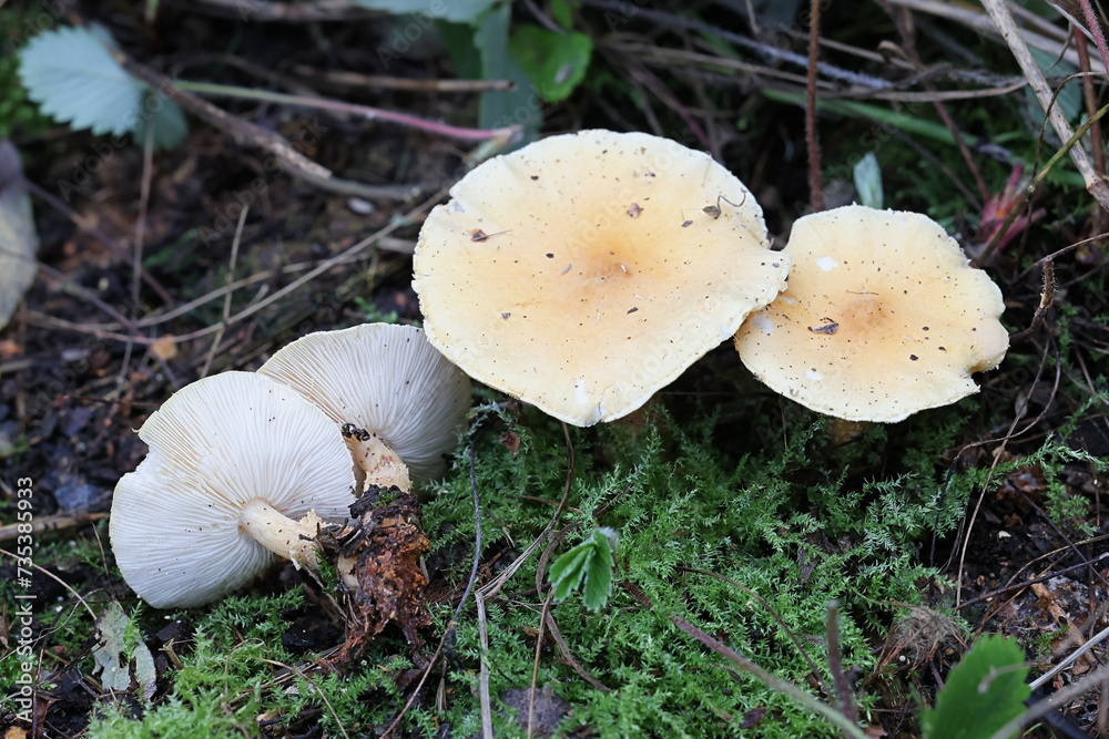 Saffron parasol, Cystoderma amianthinum, also called saffron powder-cap ...