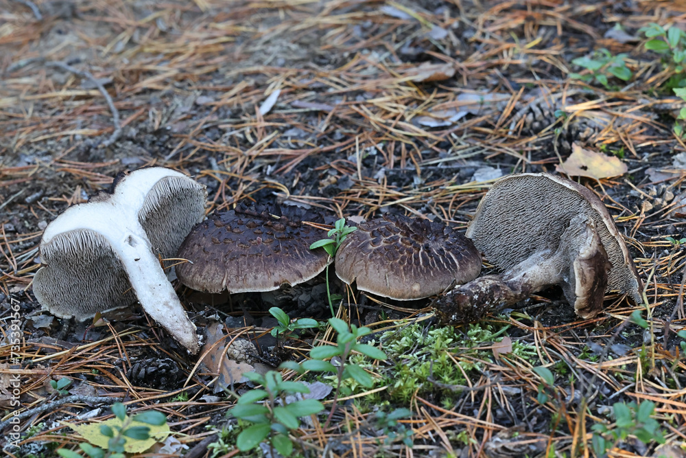 Scaly tooth fungus, Sarcodon squamosus, also called Hydnum squamosum ...