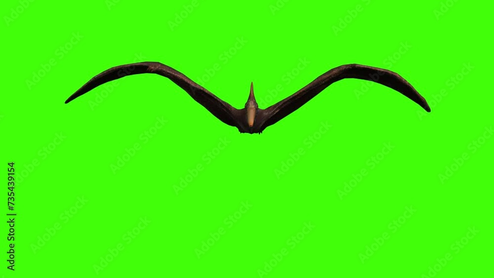 3D Pteranodon Pterosaur flying Loop with front view on chroma key. 4k ...