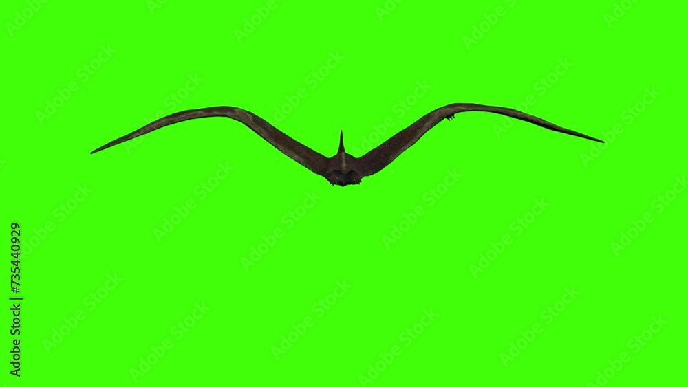 3D Pteranodon Pterosaur flying Loop with back view on chroma key. 4k ...