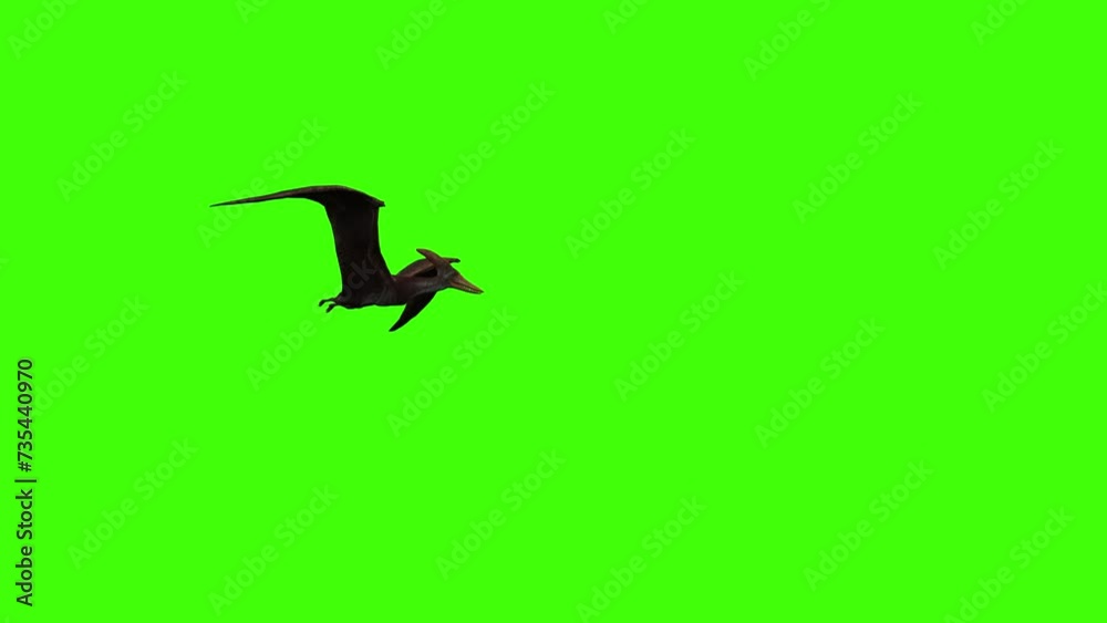3D Pteranodon Pterosaur is flying entering the right side and outing on ...