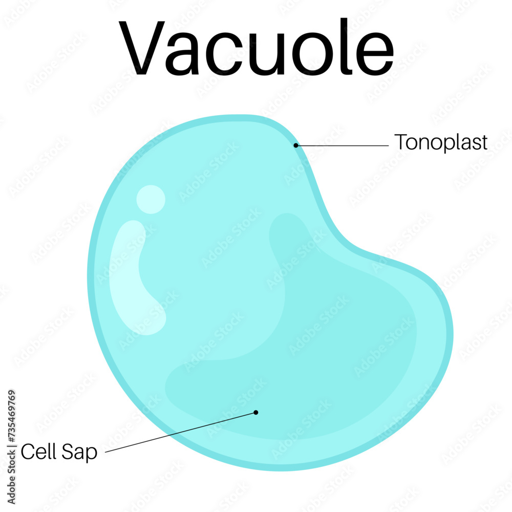 Structure and Functions of vacuole. Stock Vector | Adobe Stock
