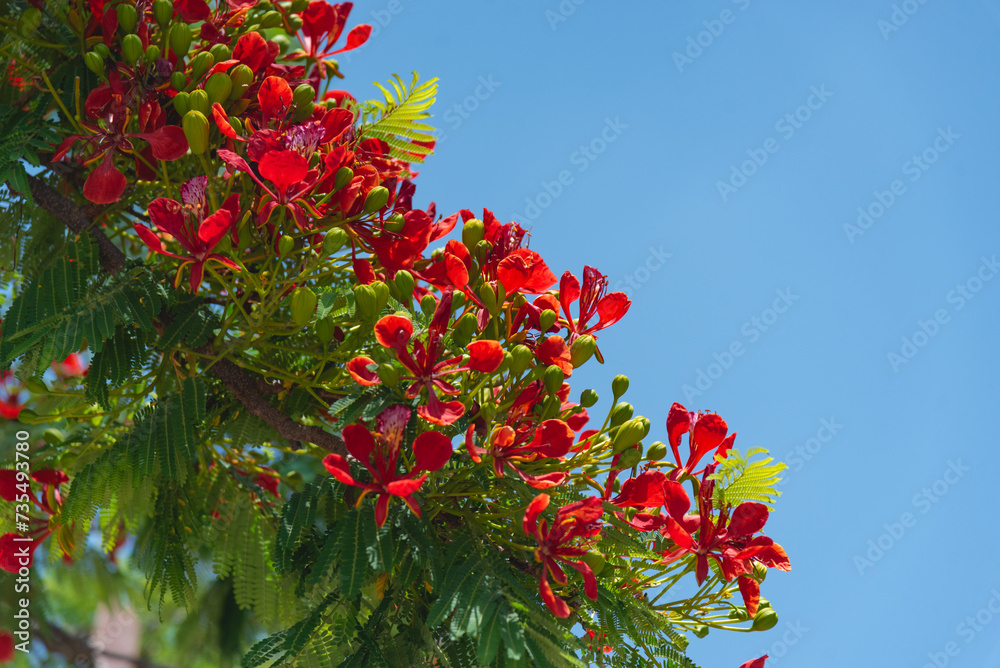 Peltophorum pterocarpum commonly known as copperpod, flamboyant, yellow ...