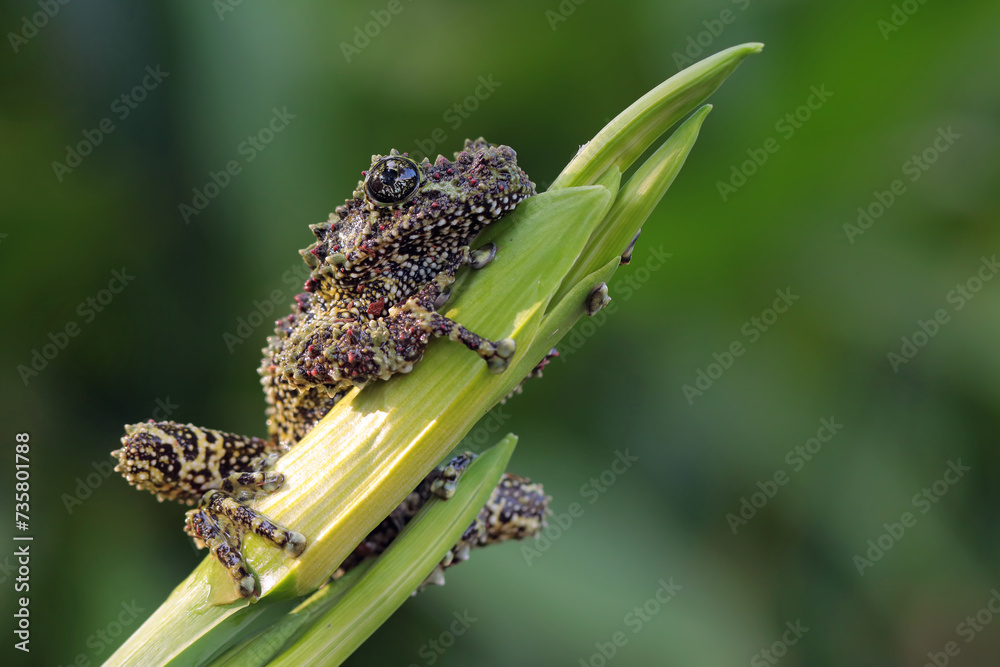 Theloderma corticale (Vietnamese mossy frog) sitting on bud leaves ...
