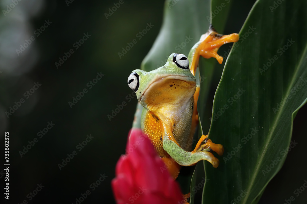 Tree frog on leaf, Gliding frog (Rhacophorus reinwardtii) sitting on leaves, Javan tree frog on ...