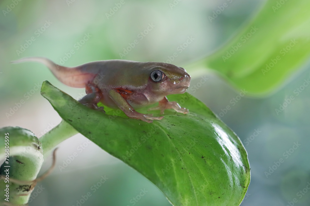 Metamorphosis tadpole of a Tiger-Legged Monkey Frog (Phyllomedusa ...