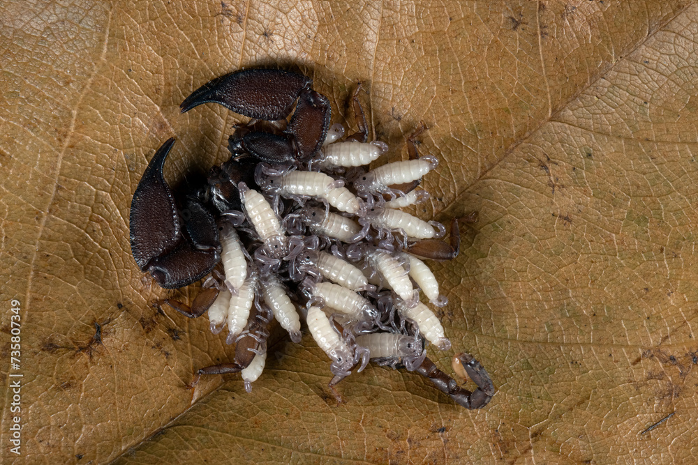 female Chaerilus Celebensis scorpion carrying her new cub on her back ...