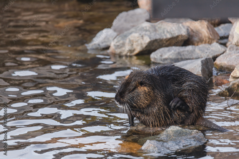 An adult nutria sits in the water near the river bank. Rodent, also ...