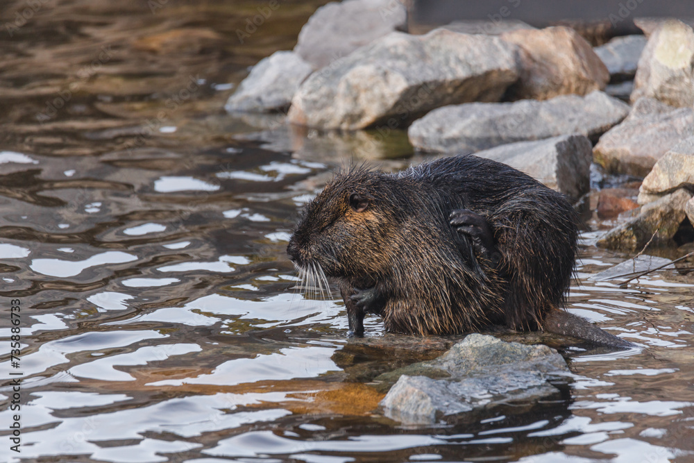 An adult nutria sits in the water near the river bank. Rodent, also ...